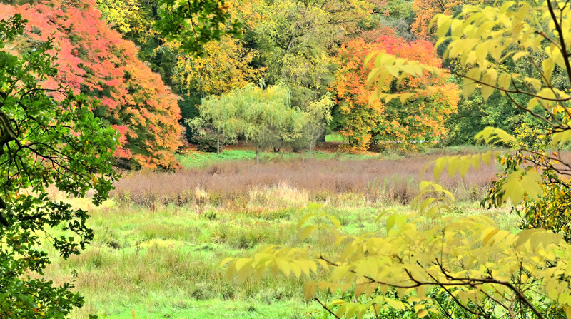 Herbst im Rombergpark - Fotos 4 - Medienwerkstatt-Wissen © 2006-2025 Medienwerkstatt