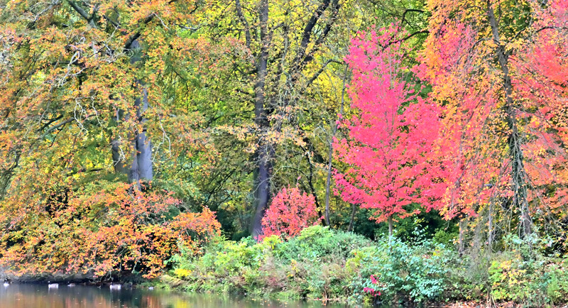 Herbst im Rombergpark - Fotos 5 - Medienwerkstatt-Wissen © 2006-2025 Medienwerkstatt