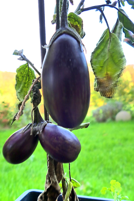 27. Oktober - Medienwerkstatt-Wissen © 2006-2025 Medienwerkstatt