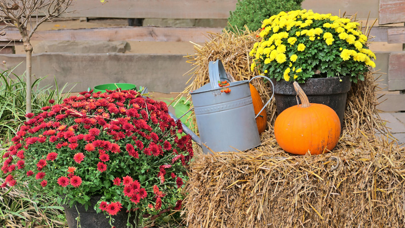 Herbstdekoration - Medienwerkstatt-Wissen © 2006-2025 Medienwerkstatt