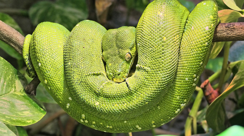 Grüner Baumpython - Medienwerkstatt-Wissen © 2006-2025 Medienwerkstatt