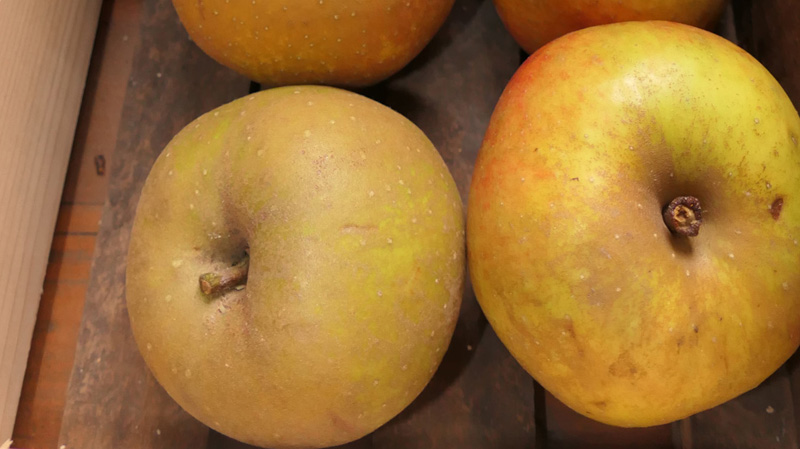 Roter Boskoop - Medienwerkstatt-Wissen © 2006-2025 Medienwerkstatt