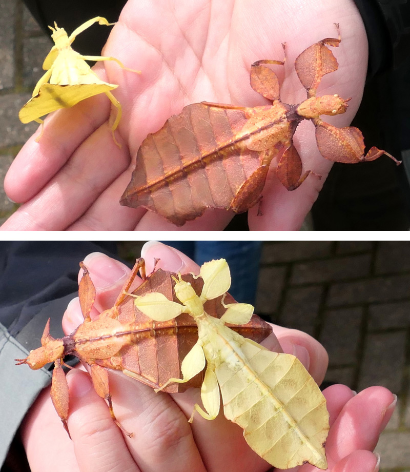 Wandelndes Blatt - Fotos 2 - Medienwerkstatt-Wissen © 2006-2025 Medienwerkstatt