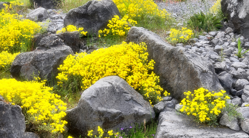 Alpengarten - Fotos - Medienwerkstatt-Wissen © 2006-2025 Medienwerkstatt