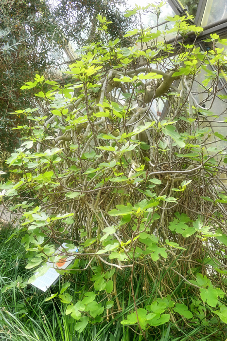 Feigenbaum - Medienwerkstatt-Wissen © 2006-2025 Medienwerkstatt