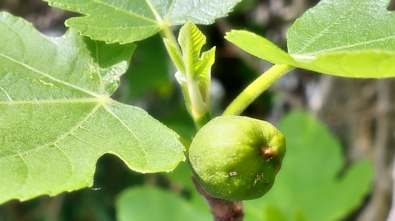 Feigenbaum - Medienwerkstatt-Wissen © 2006-2025 Medienwerkstatt