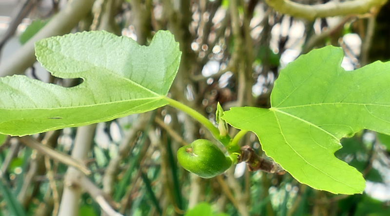 Feigenbaum - Medienwerkstatt-Wissen © 2006-2025 Medienwerkstatt