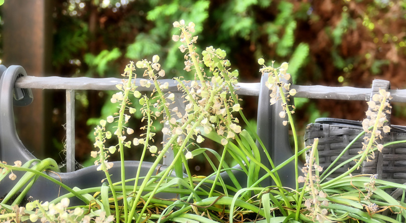 Perlhyazinthe / Traubenhyazinthe - Fotos 5 - Medienwerkstatt-Wissen ...