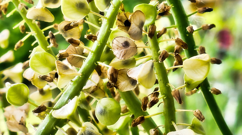Perlhyazinthe / Traubenhyazinthe - Fotos 5 - Medienwerkstatt-Wissen ...