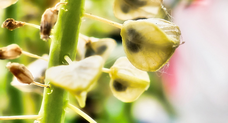 Perlhyazinthe / Traubenhyazinthe - Fotos 5 - Medienwerkstatt-Wissen ...