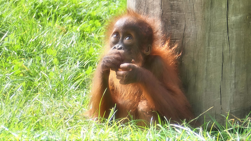 Orang-Utan - Fotos 18 - Medienwerkstatt-Wissen © 2006-2025 Medienwerkstatt