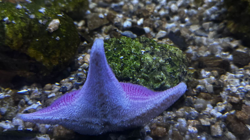 Acquario di Genova - Roter Seestern - Medienwerkstatt-Wissen © 2006 ...