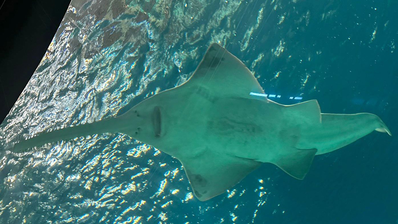 Acquario di Genova - Sägerochen - Medienwerkstatt-Wissen © 2006-2025 ...