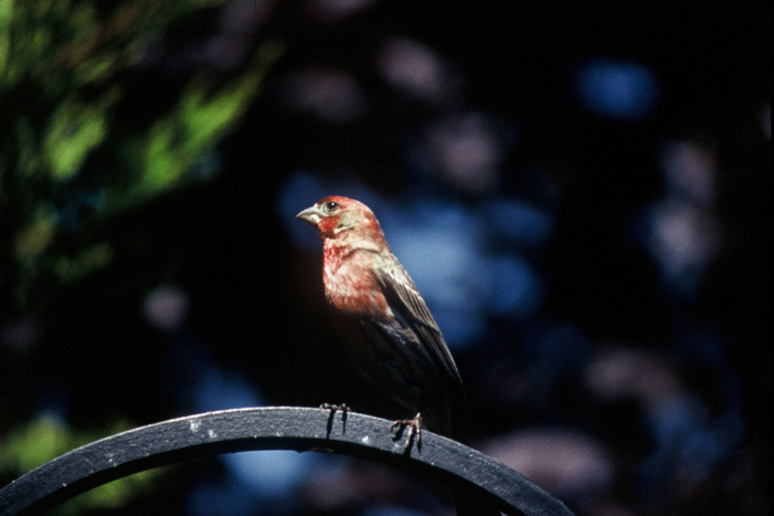 Fink - Fotos - Medienwerkstatt-Wissen © 2006-2025 Medienwerkstatt