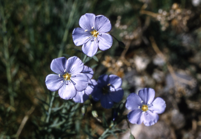 Flachspflanze - Fotos der Blüten - Medienwerkstatt-Wissen © 2006-2025 ...