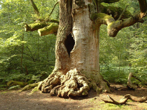 Der Urwald Sababurg - Fotos - Medienwerkstatt-Wissen © 2006-2025 ...