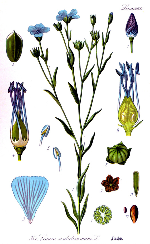 Flachspflanze - Abbildung der Pflanzenteile - Medienwerkstatt-Wissen ...