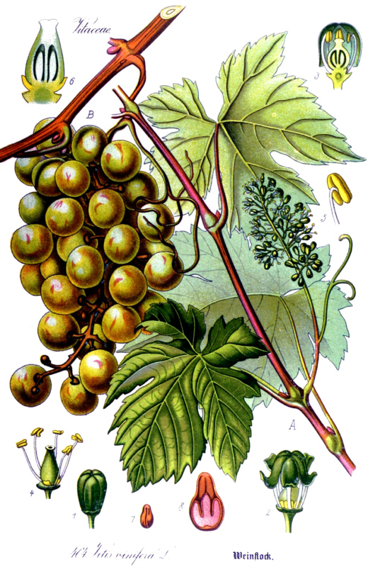 Weinstock - Medienwerkstatt-Wissen © 2006-2025 Medienwerkstatt