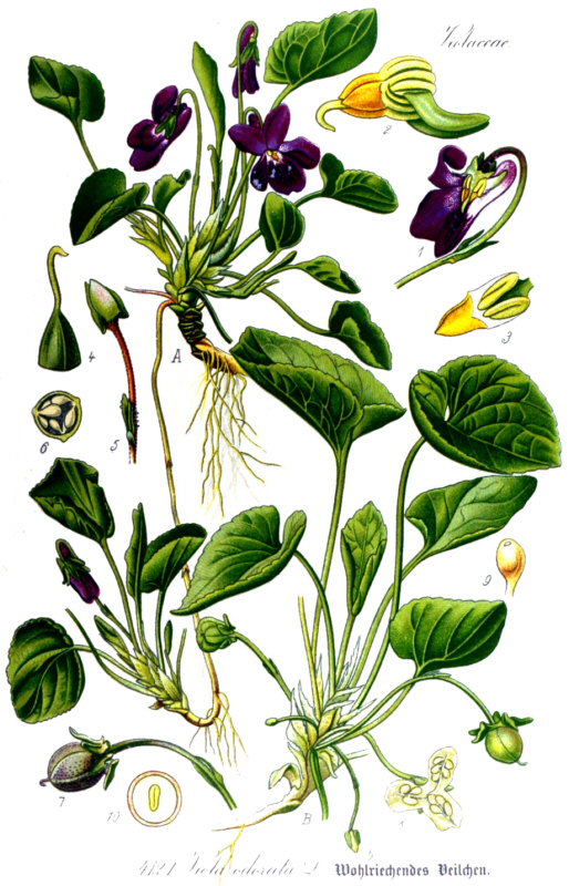 Wohlriechendes Veilchen - Medienwerkstatt-Wissen © 2006-2024 ...