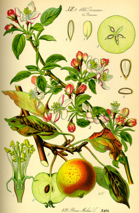 Apfel - Abbildung der Pflanzenteile - Medienwerkstatt-Wissen © 2006 ...