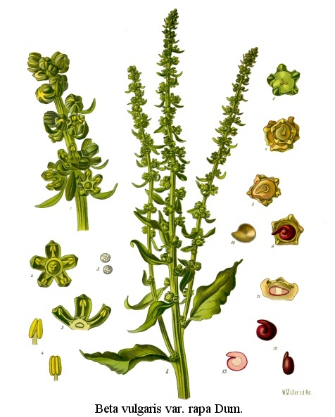 Raps - Abbildung der Pflanzenteile - Medienwerkstatt-Wissen © 2006-2024 ...