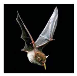 Die Nahrung der Fledermäuse - Medienwerkstatt-Wissen © 2006-2025 ...