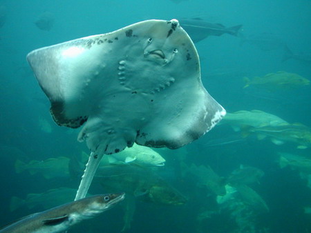 Glattrochen - Medienwerkstatt-Wissen © 2006-2024 Medienwerkstatt