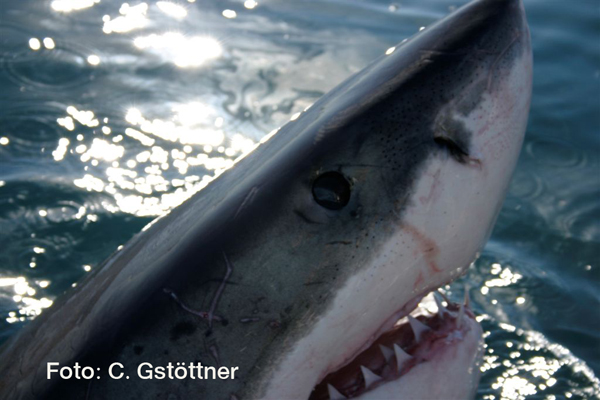 Fotos von Haifischen (Teil 1) - Medienwerkstatt-Wissen © 2006-2024 ...