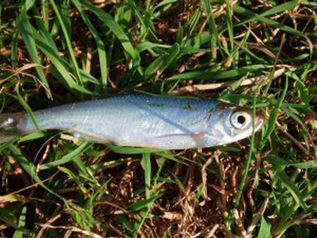 Ukelei - Medienwerkstatt-Wissen © 2006-2024 Medienwerkstatt