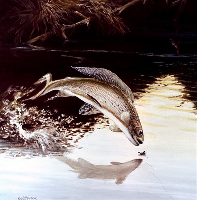 Äsche - Foto - Medienwerkstatt-Wissen © 2006-2024 Medienwerkstatt