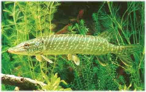 Hecht - Foto - Medienwerkstatt-Wissen © 2006-2024 Medienwerkstatt