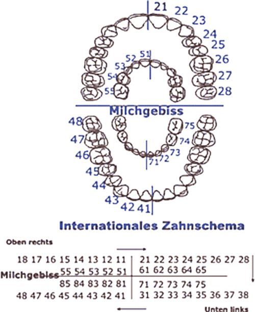 Zahnschema - Medienwerkstatt-Wissen © 2006-2017 Medienwerkstatt