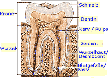 Aufbau eines Zahns - Medienwerkstatt-Wissen © 2006-2026 Medienwerkstatt