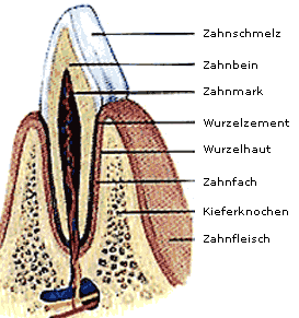 Aufbau eines Zahns - Medienwerkstatt-Wissen © 2006-2017 Medienwerkstatt