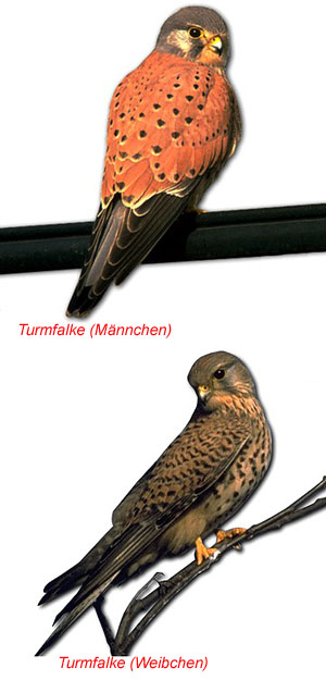 Turmfalke - Medienwerkstatt-Wissen © 2006-2026 Medienwerkstatt